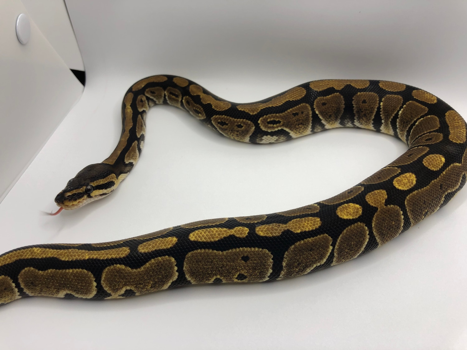 100% Het Ghost Ball Python by Rochester's Royals - MorphMarket
