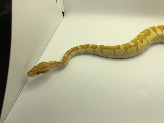 Banana Enchi Lesser Pastel Ball Python by Rochester's Royals