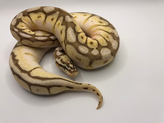 Asphalt Queen Bee Ball Python by Rochester's Royals