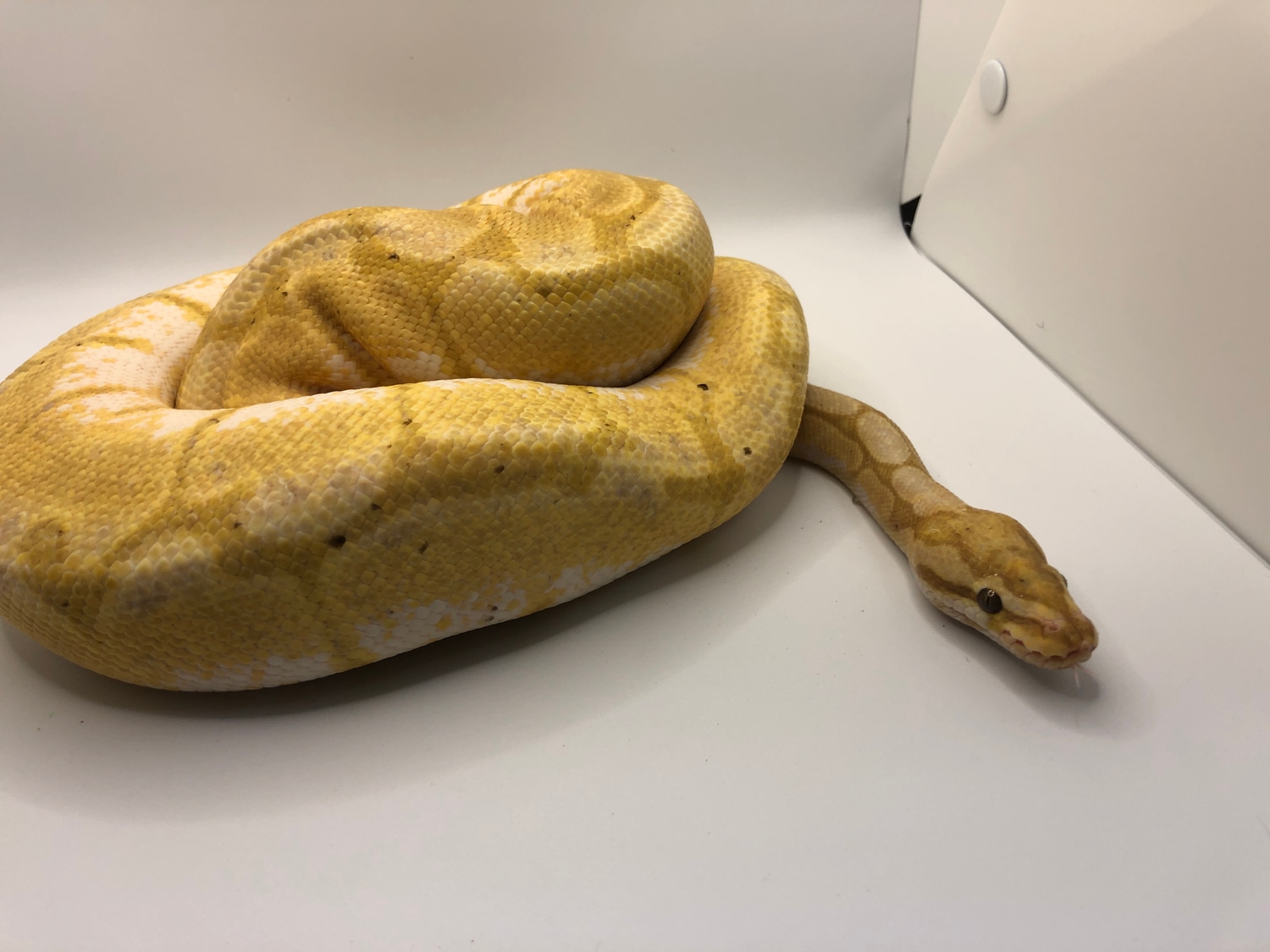 Banana Spider W/ Light Paradox Ball Python by Rochester's Royals ...