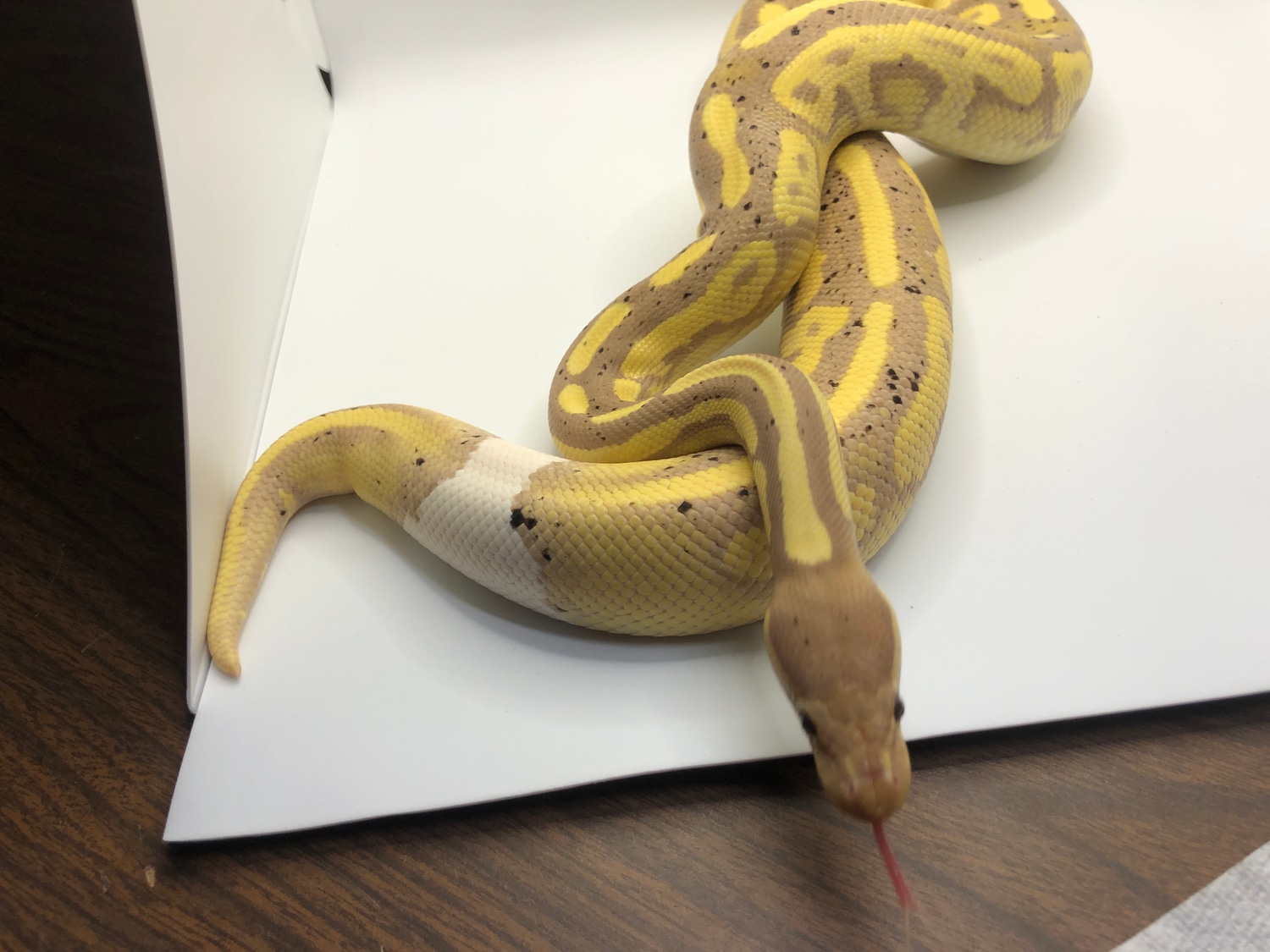 Banana Black Pastel 100% Het Piebald Ball Python by Rochester's Royals ...