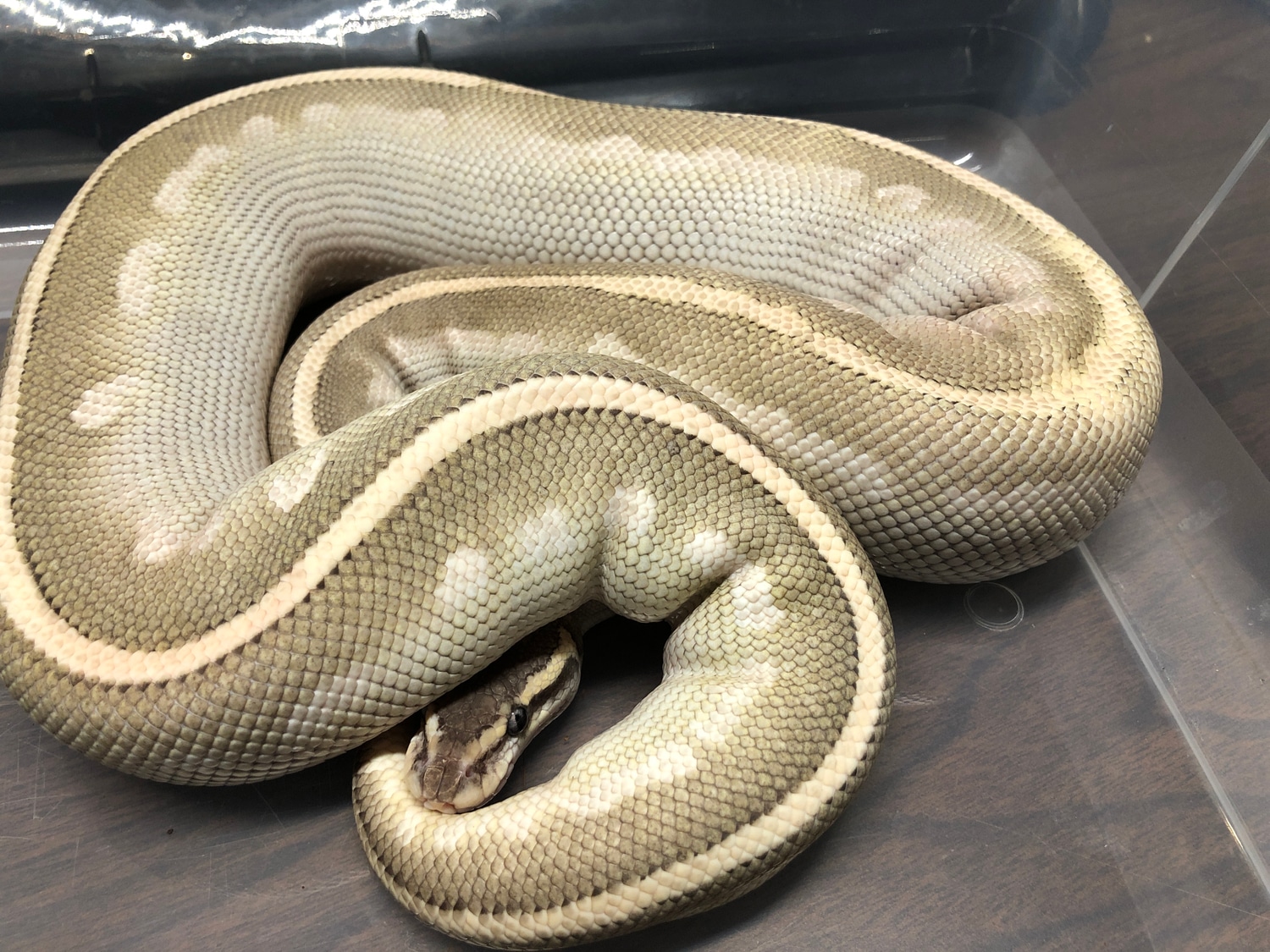 Mystic Potion Ball Python by Rochester's Royals - MorphMarket