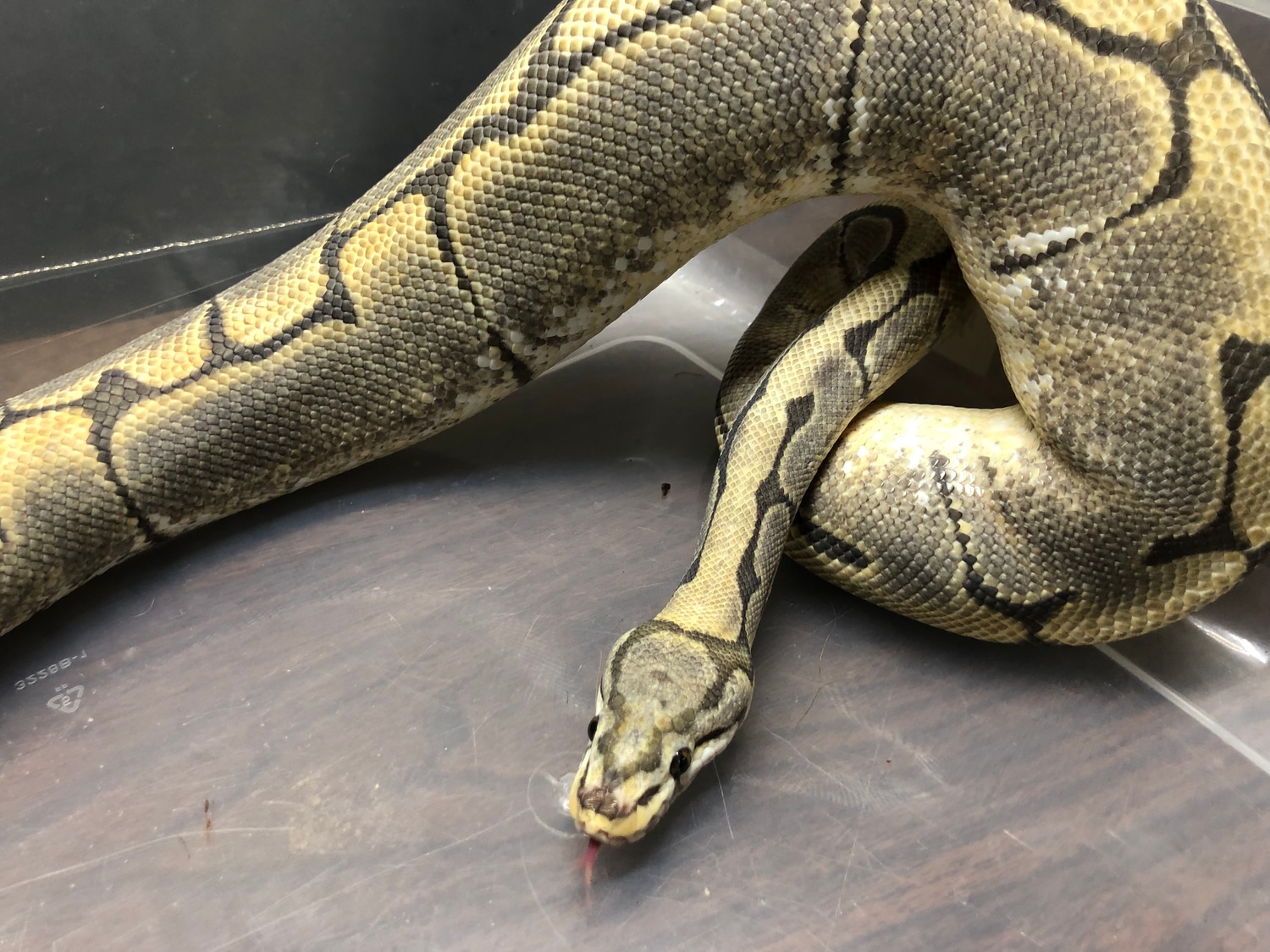 Honey Bee Ball Python by Rochester's Royals - MorphMarket