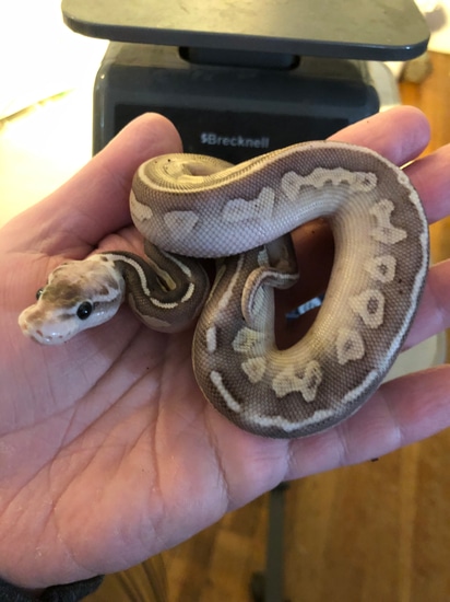 Butter Super Pewter Ball Python by Rochester's Royals