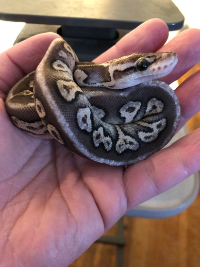 HRA Super Pastel Male Ball Python by Rochester's Royals