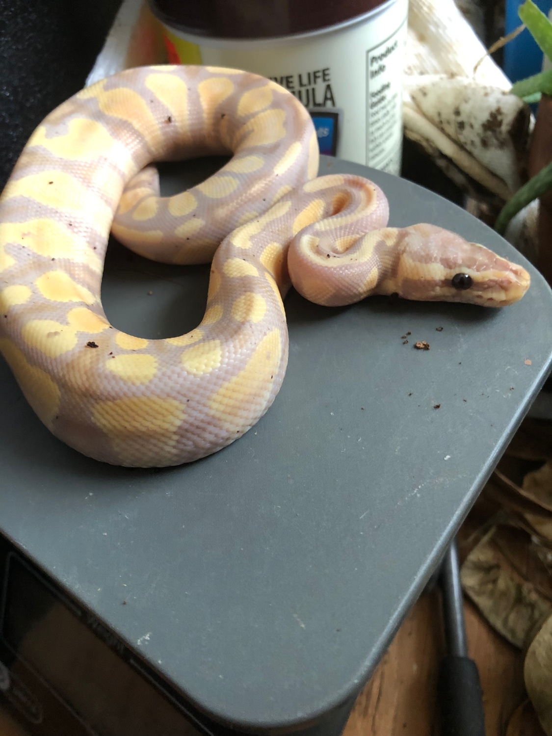 Banana 100% Het Pied Ball Python by Rochester's Royals - MorphMarket