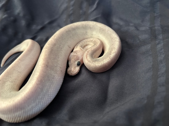 Super Cinnamon Super Pastel Butter Ball Python by Rochester's Royals