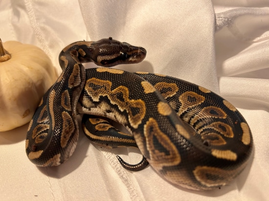 Black Head Cinnamon Ball Python by Rochester's Royals