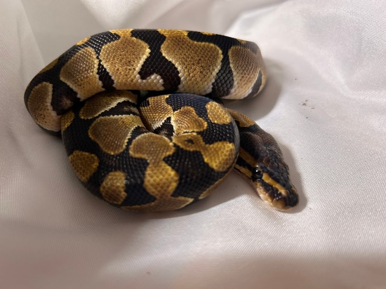 Normal Het Clown Ball Python by Rochester's Royals