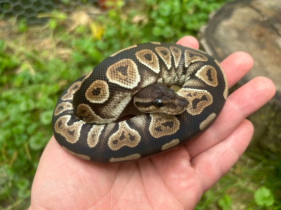 Black Head Cinnamon Ball Python by Rochester's Royals