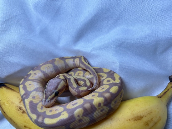 GHI Pastel Banana Ball Python by Rochester's Royals
