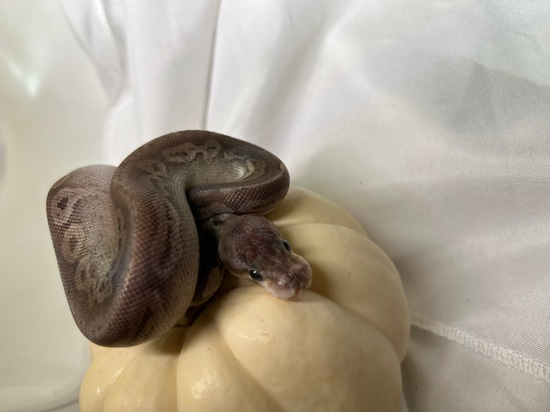 HRA Cinnamon Pastel Het Candy/albino Ball Python by Rochester's Royals