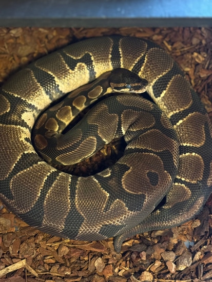 Enchi Ball Python by M&N Morphs Royal Pythons