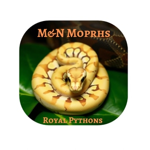 M&N Morphs Royal Pythons - MorphMarket