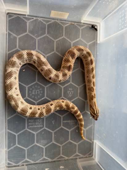2.1 Pistachio Hognoses RTB Western Hognose by M&N Morphs Royal Pythons