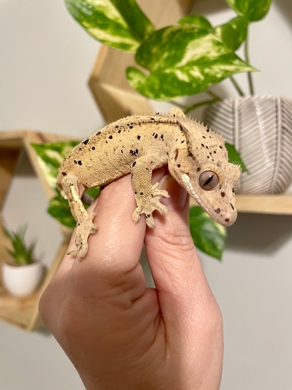 Yellow Dalmation Crested Gecko by Gecko Chick