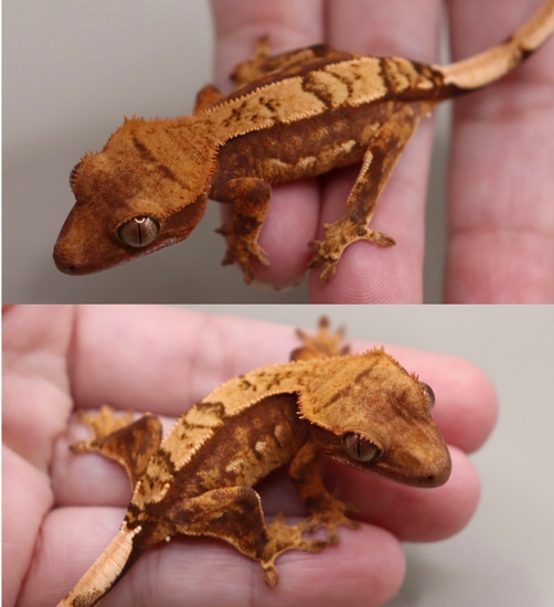 3 Pack Crested Geckos by Gecko Chick