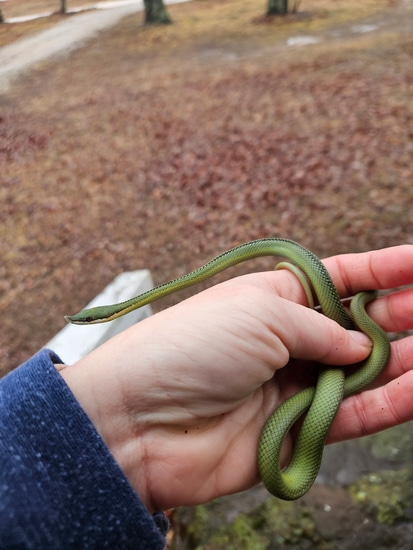 Green Barons Racer More Colubrid by Honeybees Homestead