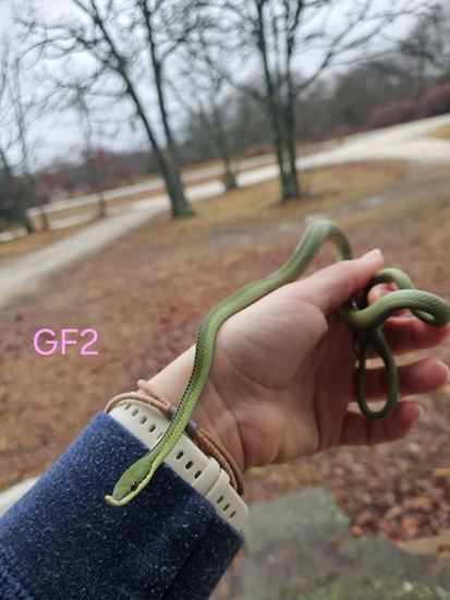 Green Barons Racer More Colubrid by Honeybees Homestead