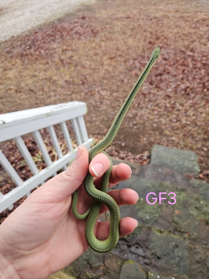 Green Barons Racer More Colubrid by Honeybees Homestead