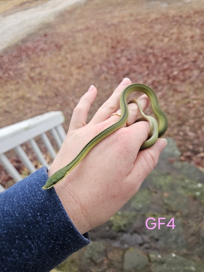 Green Barons Racer More Colubrid by Honeybees Homestead