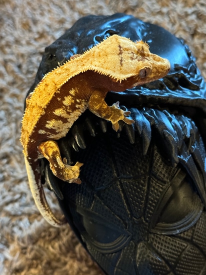 Deep Bright Blood Red Harlequin Crested Gecko by Crested Creationz