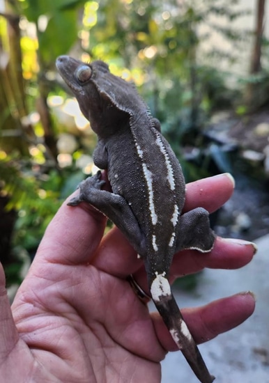 2021 Female Visual Axanthic Crested Gecko by Cape Coral Cresties