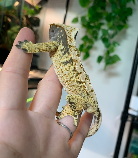 Beautiful Unique Male! Crested Gecko by Cape Coral Cresties