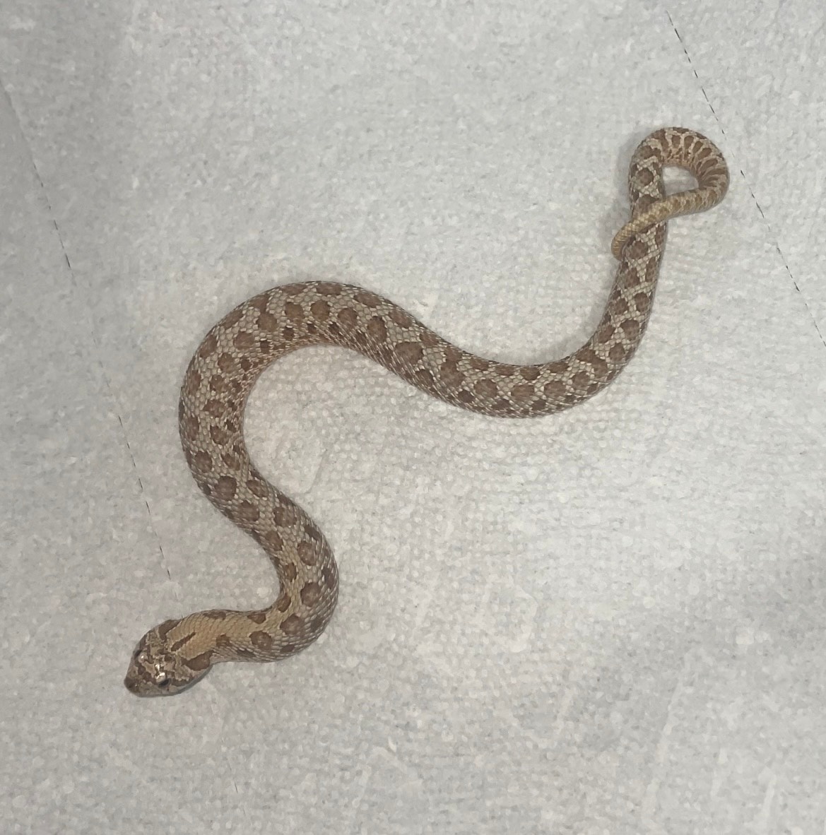 Frosted 100% Het Albino 50% Het Toffee Western Hognose by Melo Hogs - MorphMarket