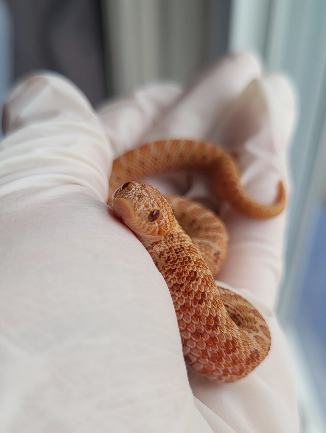 Mai Tai Western Hognose by Melo Hogs - MorphMarket