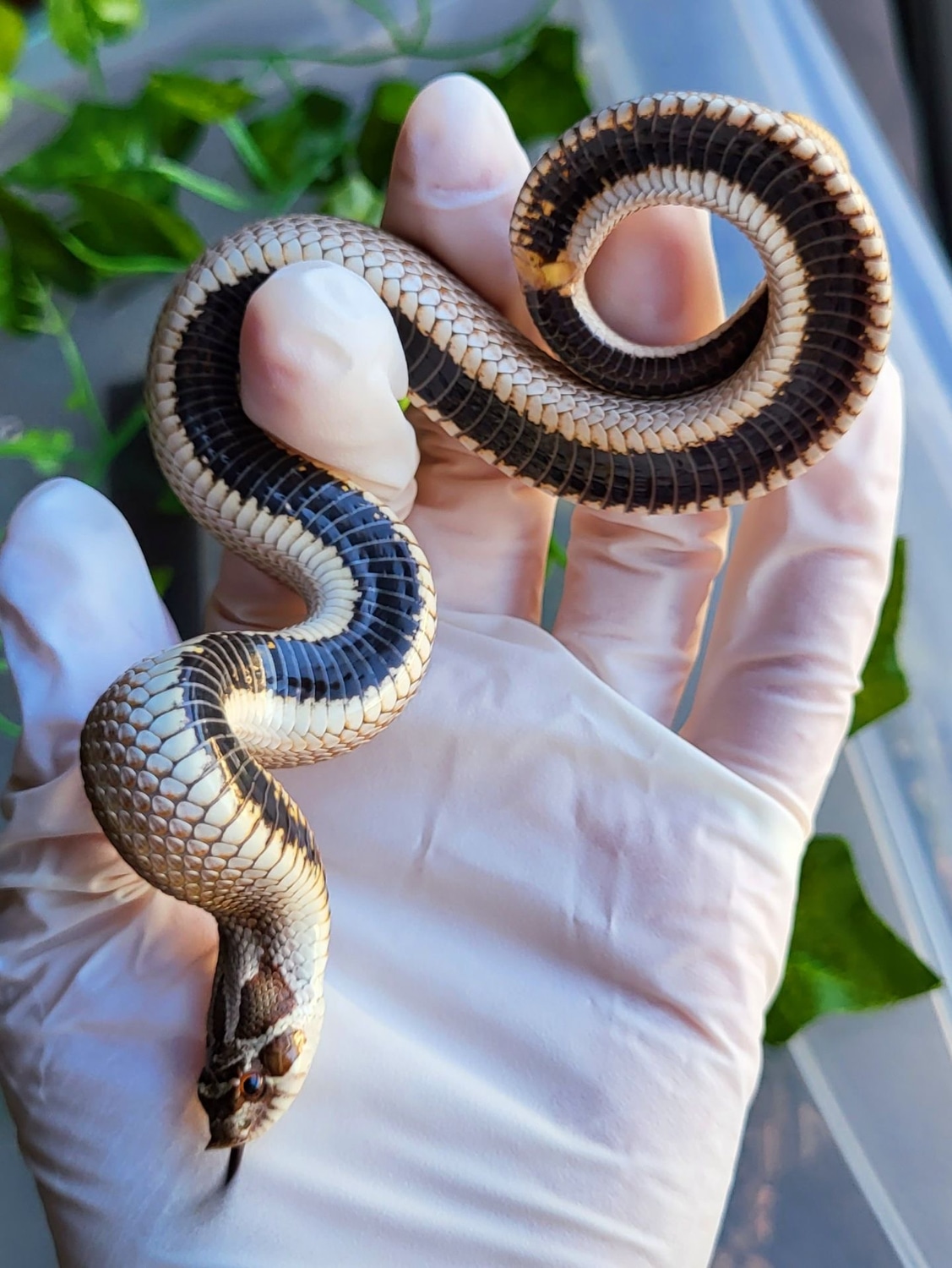 Superconda Triple Het Ghost/Snow Western Hognose by Melo Hogs - MorphMarket