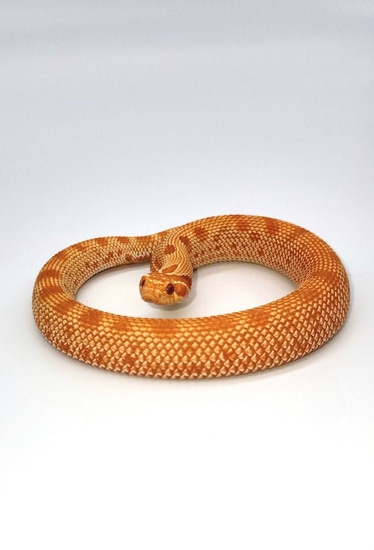 Albino Conda POS Het Lavender Western Hognose by Melo Hogs