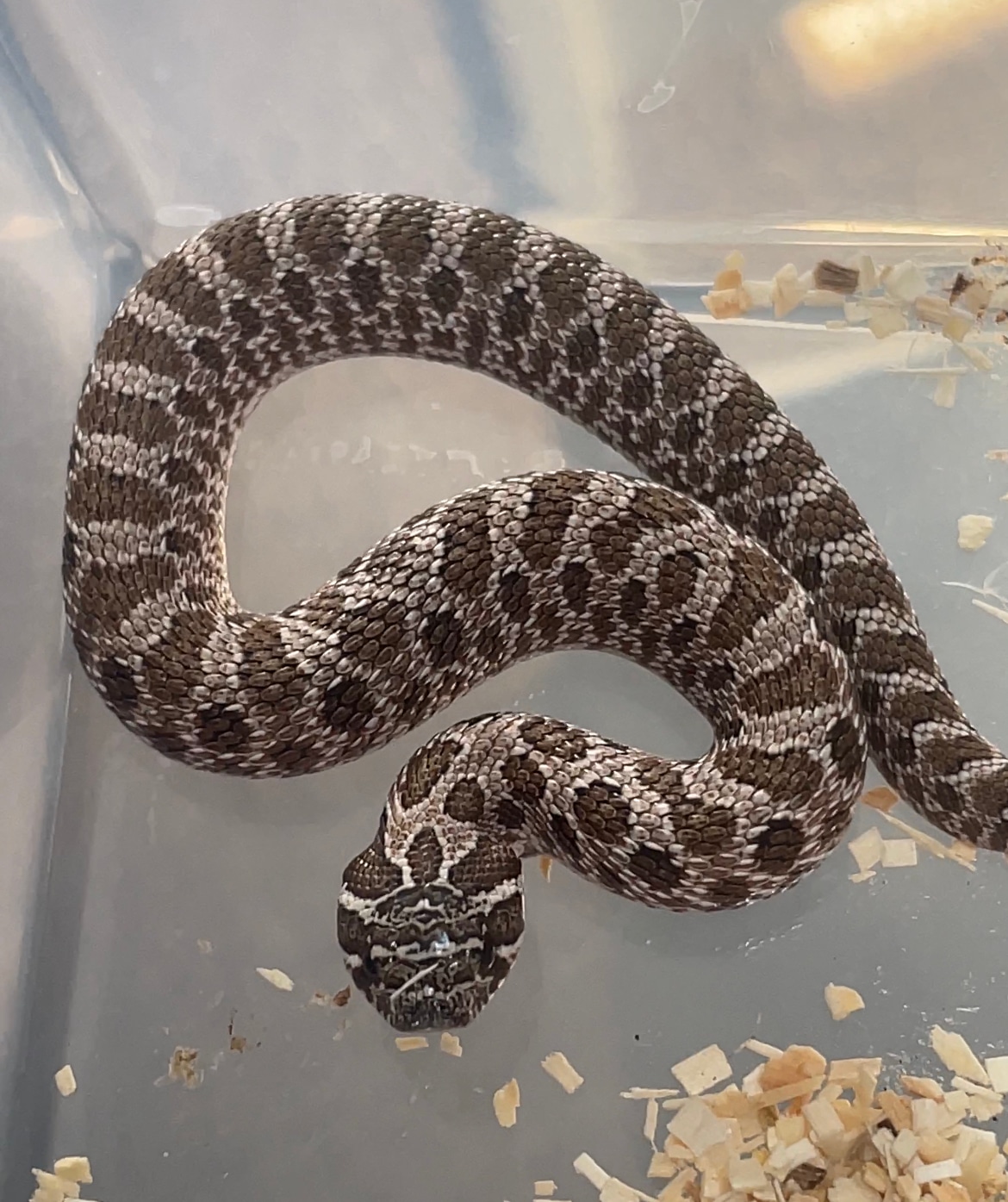 Arctic Triple Het Lavender, Albino, Toffee Belly Western Hognose by ...