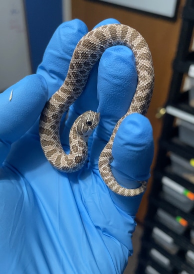 Arctic Triple Het Lavender, Albino, Toffee Belly Western Hognose by Melo Hogs