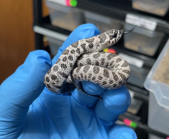 Super Arctic Triple Het Lavender, Albino, Toffee Belly Western Hognose by Melo Hogs