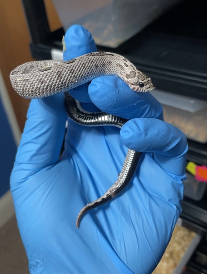 Super Arctic Anaconda Triple Het Lavender, Albino, Toffee Belly Western Hognose by Melo Hogs