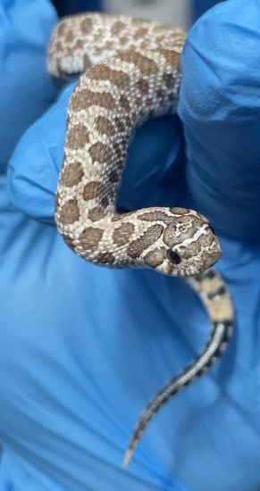 Arctic Triple Het Lavender, Albino, Toffee Belly Western Hognose by Melo Hogs