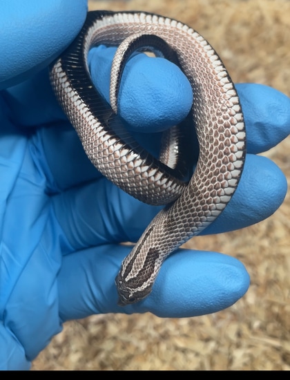 Arctic Conda Triple Het Lavender, Toffee, Albino Western Hognose by Melo Hogs