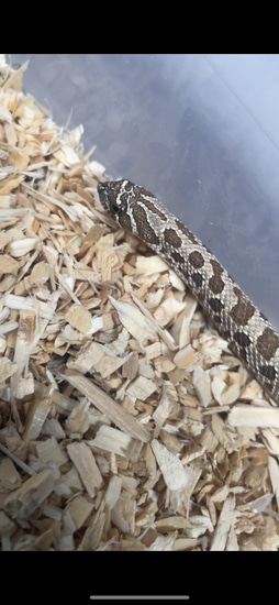Normal 66% Het Stormcloud 50% Het Albino Western Hognose by Melo Hogs