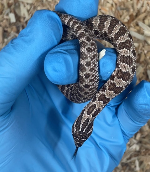 Arctic Triple Het Lavender, Toffee, Albino Western Hognose by Melo Hogs
