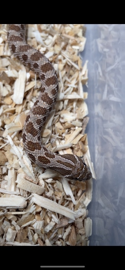 Normal Triple Het Lavender, Toffee, Albino Western Hognose by Melo Hogs