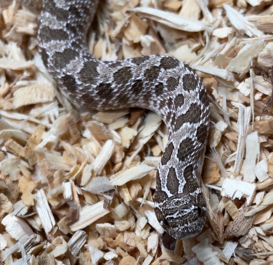 Arctic Triple Het Lavender, Toffee, Albino Western Hognose by Melo Hogs