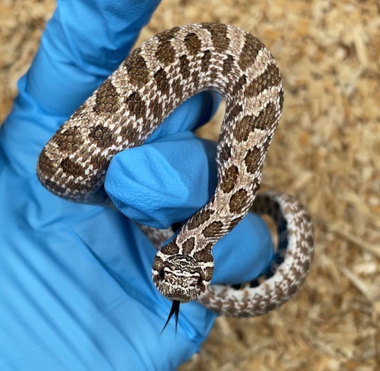 Arctic Triple Het Lavender, Albino, Toffee Belly Western Hognose by Melo Hogs