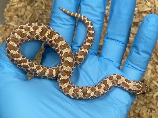 Arctic Triple Het Lavender, Albino, Toffee Belly Western Hognose by Melo Hogs