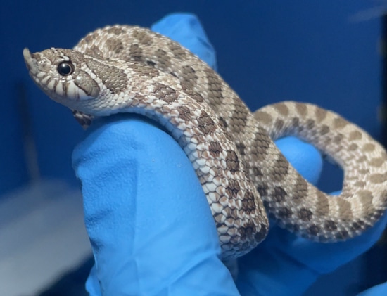Arctic Triple Het Lavender, Albino, Toffee Belly Western Hognose by Melo Hogs