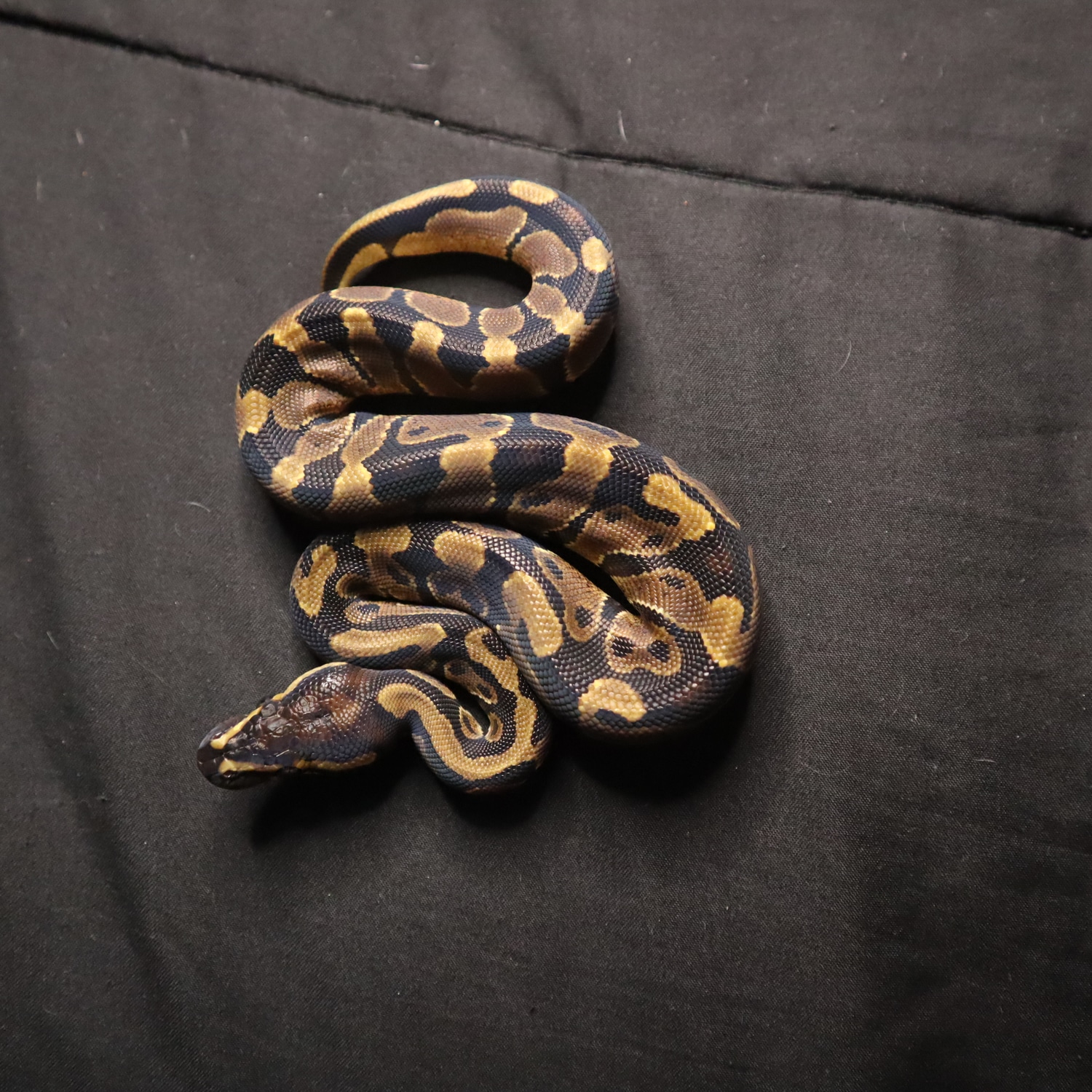 Normal Het Piebald 50% Het Hypo Ball Python by Melting Pot Exotics ...