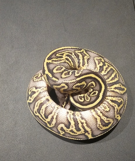 Hurricane Super Pastel Leopard Het Clown PH Pied Ball Python by J&E Exotics