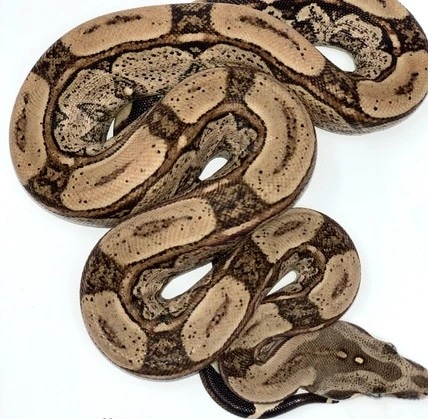 🔥Hypo Arabesque🔥 Boa Constrictor by J&E Exotics
