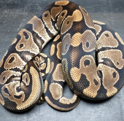 Het Clown Ball Python by J&E Exotics