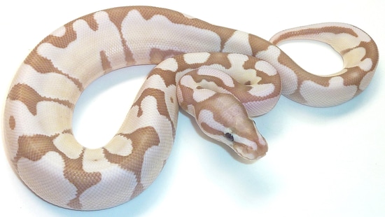 Vpi Axanthic Enchi Banana Ball Python by J&E Exotics